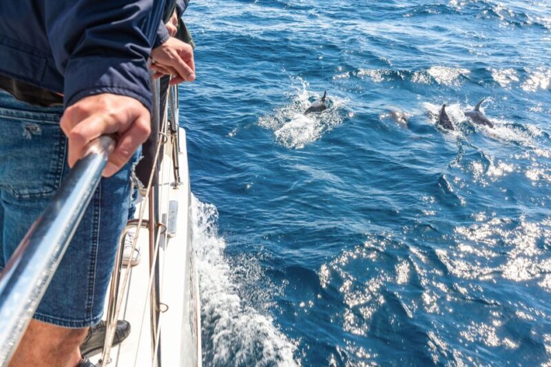 From Funchal: Madeira Dolphin and Whale Watching Tour - Key Points