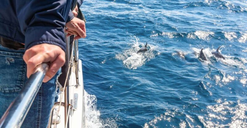 From Funchal: Madeira Dolphin and Whale Watching Tour - Detailed Itinerary Breakdown