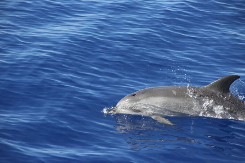 From Funchal: Madeira Dolphin and Whale Watching Tour - The Wildlife Factor