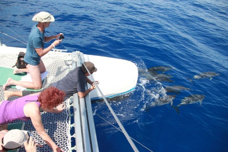 From Funchal: Madeira Dolphin and Whale Watching Tour - Value and Price
