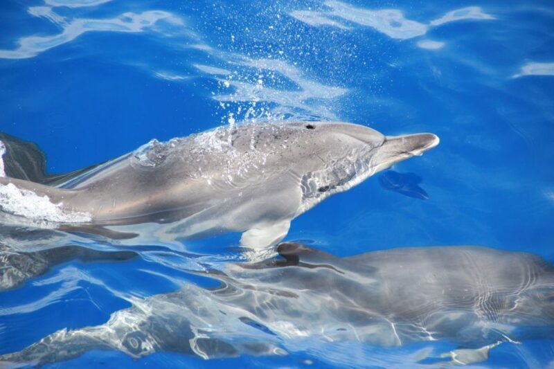 From Funchal: Madeira Dolphin and Whale Watching Tour - The Sum Up