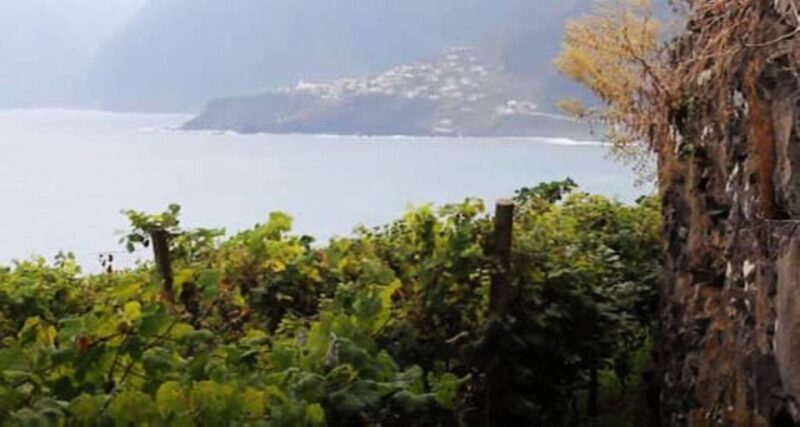 From Funchal: Madeira Wine Tour, Cable Car & Typical Lunch - Key Points