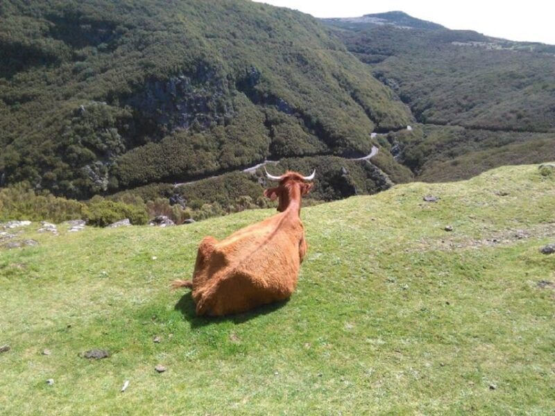 From Funchal: West Madeira and Laurel Forest Day Trip - A Detailed Walkthrough of the Tour