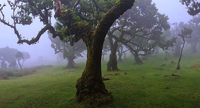 From Funchal: West Madeira Waterfalls and Fanal Forest Tour - Key Points