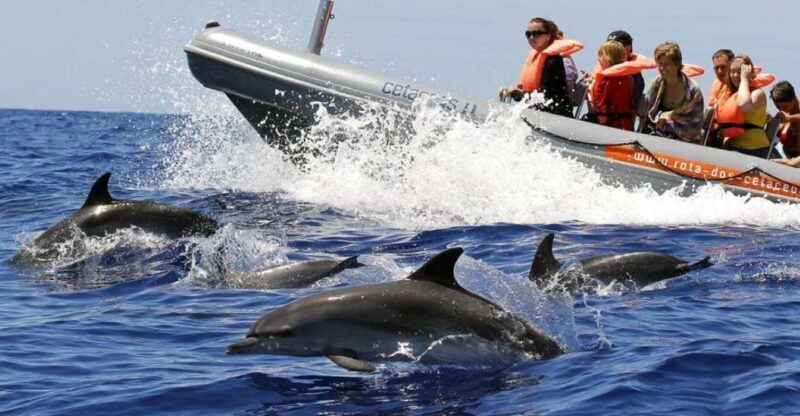 From Funchal: Whale and Dolphin Watching - Key Points:
