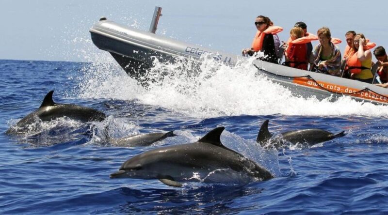 From Funchal: Whale and Dolphin Watching - Introduction: A Well-Organized Wildlife Adventure