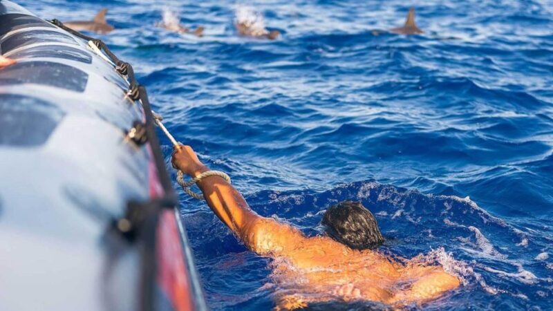 From Funchal: Whale and Dolphin Watching - What Travelers Say: Authentic Experiences & Authentic Reviews