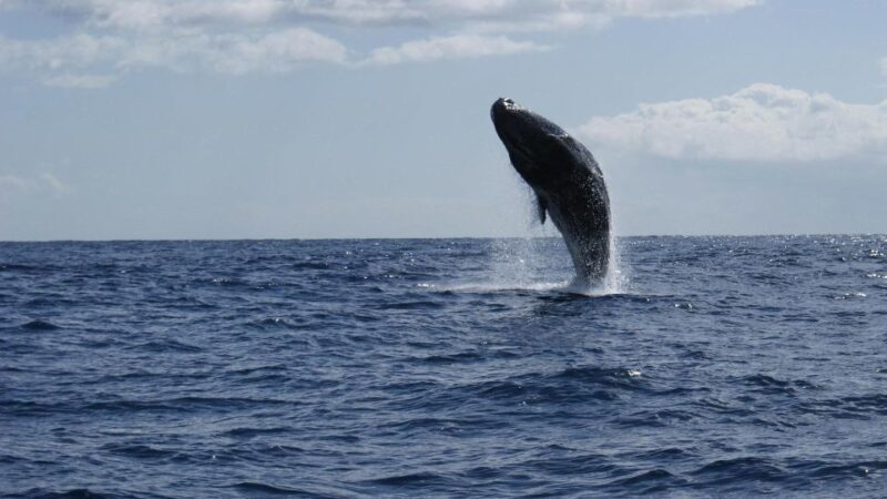 From Funchal: Whale and Dolphin Watching - Deep Dive into the Experience: Realistic Expectations
