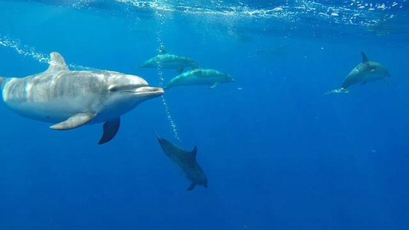 From Funchal: Whale and Dolphin Watching - The Practical Side: Logistics, Cost, & Comfort
