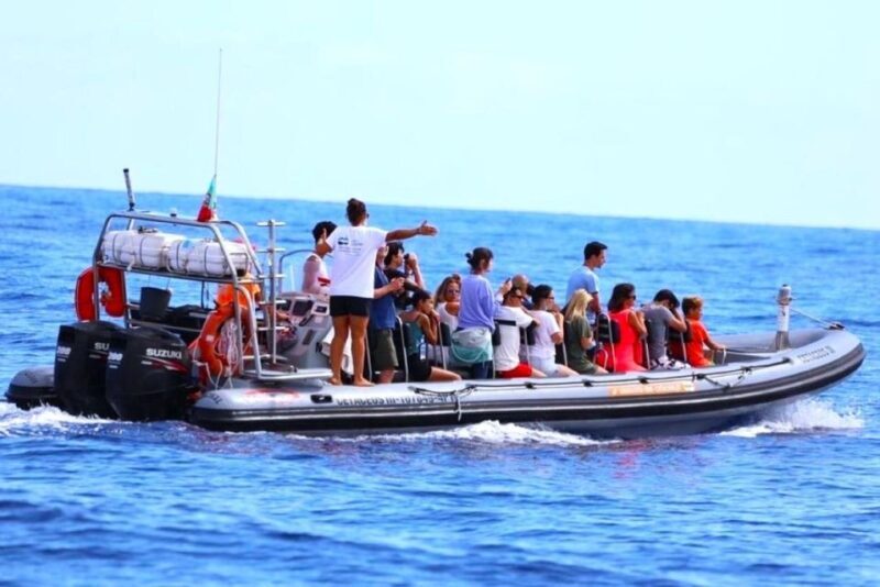 From Funchal: Whale and Dolphin Watching - Who Will Love This Tour?