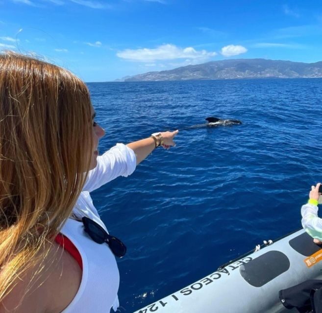 From Funchal: Whale and Dolphin Watching - The Sum Up: Who Should Consider This Tour?