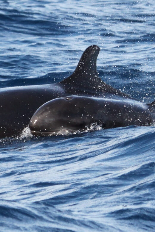 From Funchal: Whales and Dolphin Adventure Tour - Authenticity and Ethical Approach