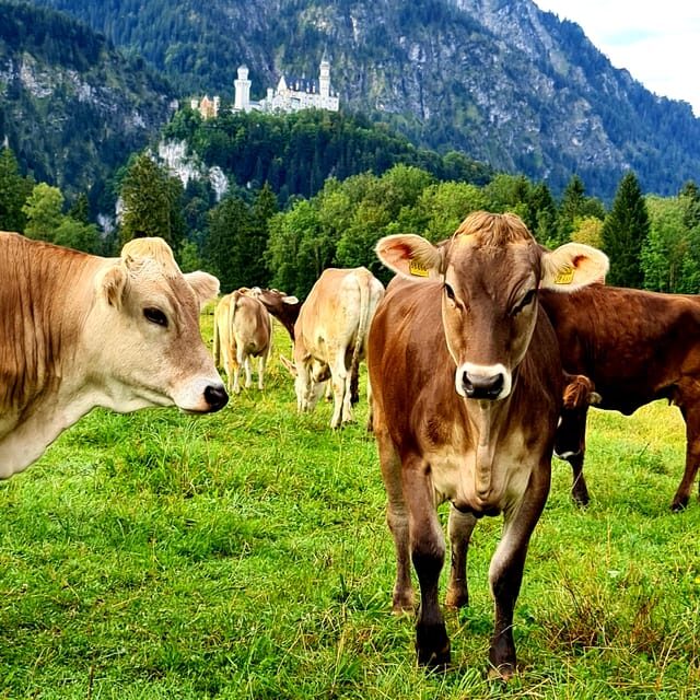 From Füssen: Neuschwanstein & Linderhof Castles Private Tour - Return to Füssen