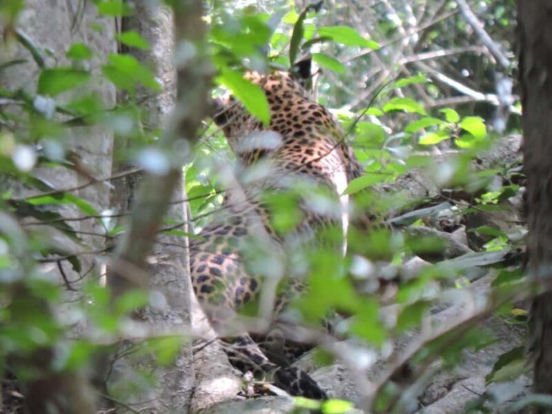 From Galle: All Inclusive Half Day Safari in Yala -Private - The Value of the Tour