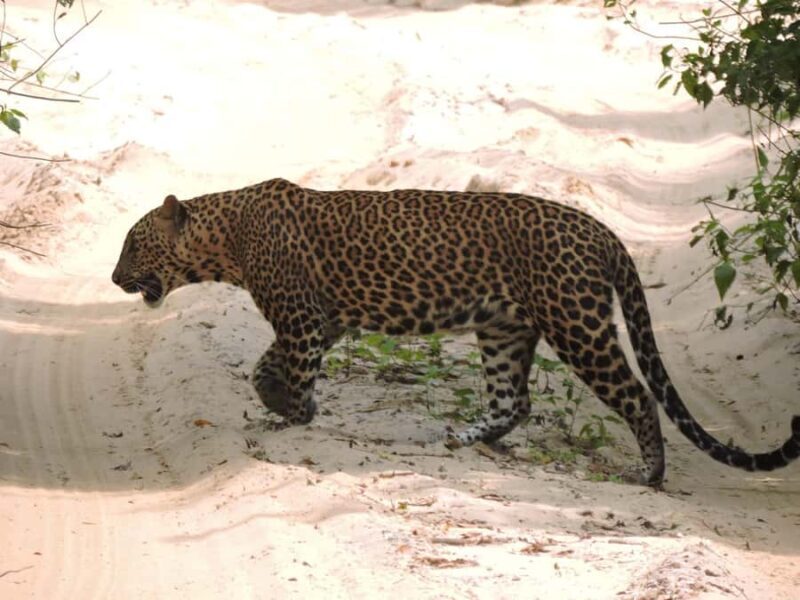 From Galle: All Inclusive Half Day Safari in Yala -Private - Authenticity and Tips for Travelers