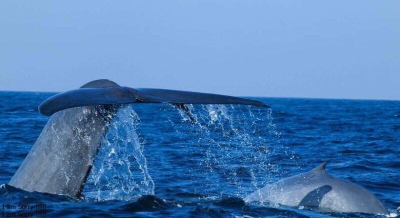 From Galle: All Inclusive Whales & Dolphin Watching Tour - A Close Look at the Tour Experience
