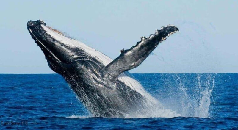 From Galle: All Inclusive Whales & Dolphin Watching Tour - What to Expect on the Day