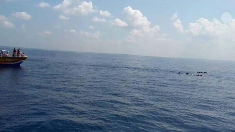 From Galle: All Inclusive Whales & Dolphin Watching Tour - Real Feedback from Travelers