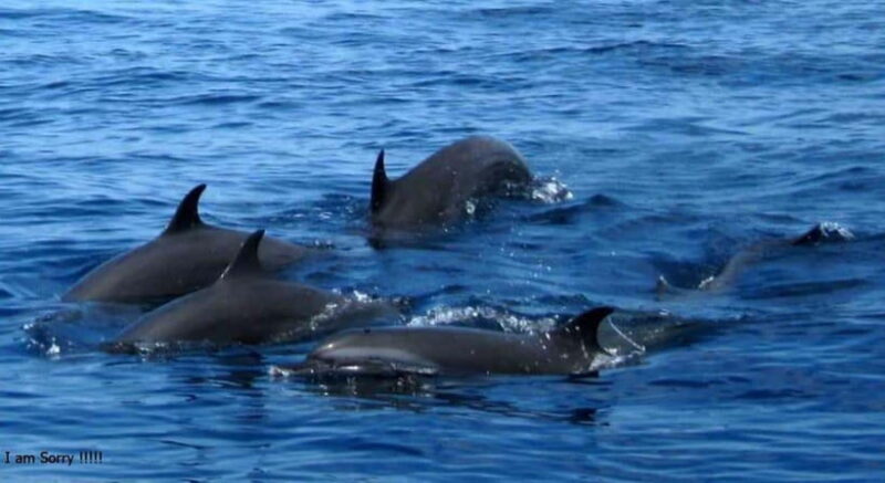 From Galle: All Inclusive Whales & Dolphin Watching Tour - The Itinerary in Detail