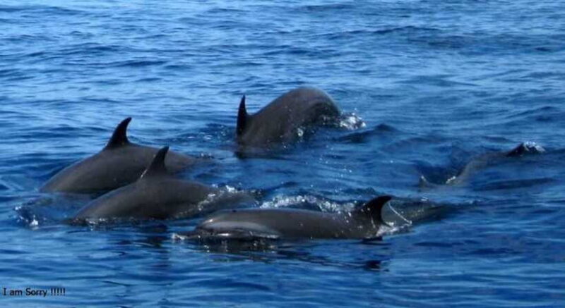 From Galle: All Inclusive Whales & Dolphin Watching Tour - The Sum Up