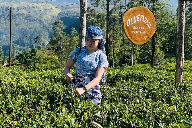 From Galle : Ella Day Trip with Train Ride & Tea Factory Visit - The Sum Up: Is This Tour Right for You?