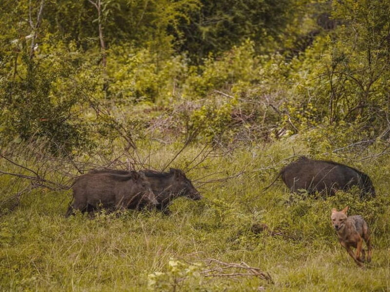 From Galle/Hikkaduwa/Bentota: Udawalawe Safari Tour. - Price & Value Analysis