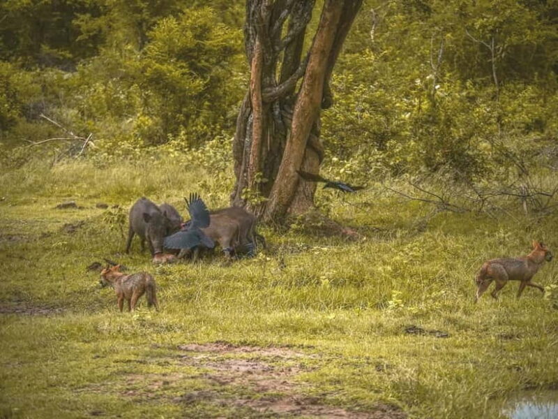 From Galle/Hikkaduwa/Bentota: Udawalawe Safari Tour. - Final Thoughts