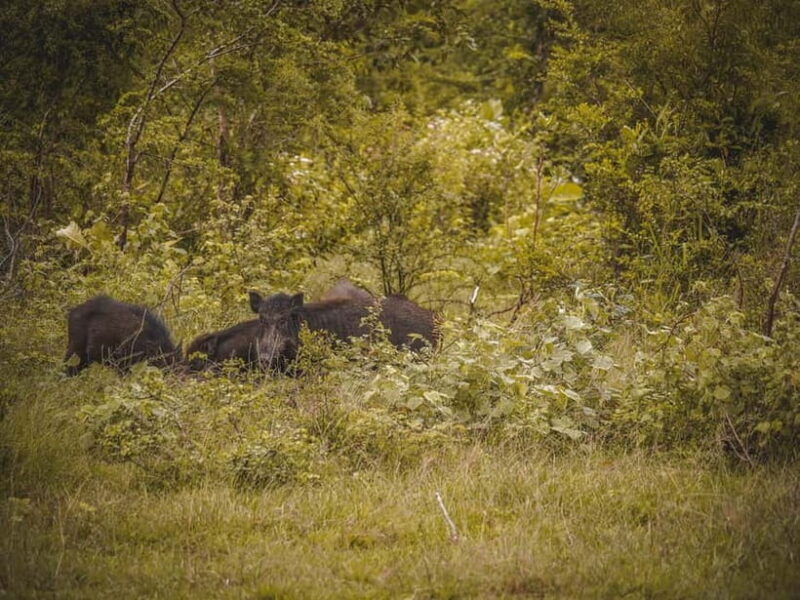 From Galle/Hikkaduwa/Bentota: Udawalawe Safari Tour. - FAQ