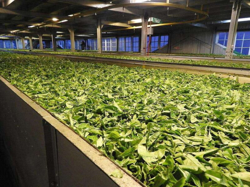 From Galle/Hikkaduwa/Mirissa: Day Trip to Experience Ella - Exploring the Highlights of Ella: What You’ll See and Experience