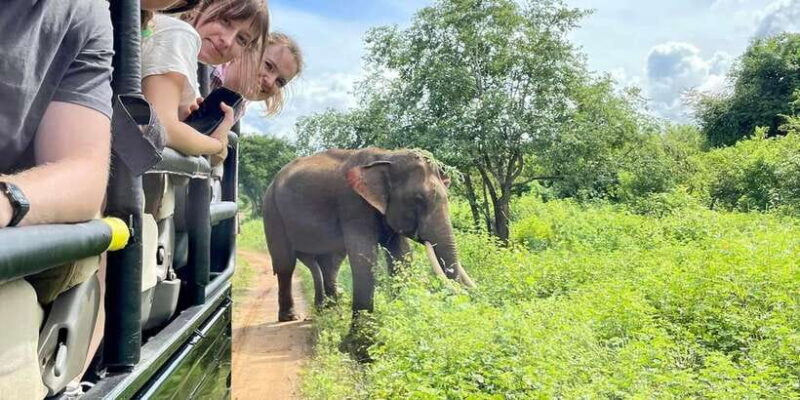 From Galle/Hikkaduwa/Mirissa Trip to Udawalawe Safari Tour - Key Points