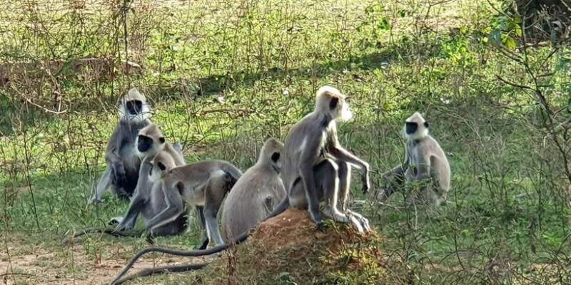 From Galle/Hikkaduwa/Mirissa Trip to Udawalawe Safari Tour - How the Itinerary Shapes the Day