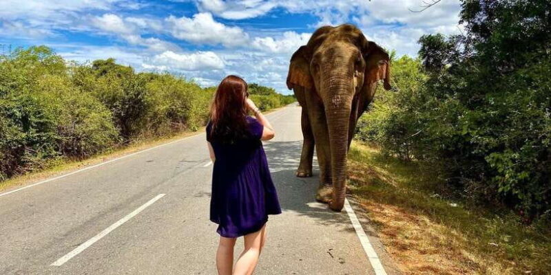 From Galle/Hikkaduwa/Mirissa Trip to Udawalawe Safari Tour - Reviews and Authentic Insights