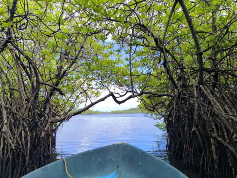 From Galle: Madu River Safari & Turtle Hatchery Visit - Who Will Enjoy This Tour?