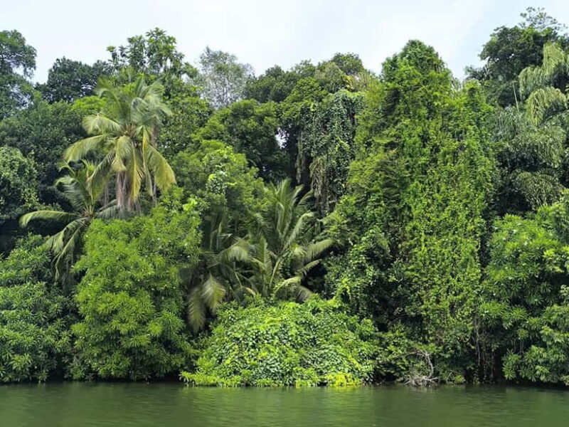 From Galle: Madu River Safari & Turtle Hatchery Visit - FAQs