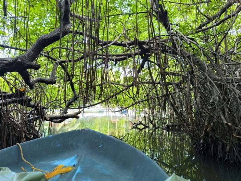 From Galle: Madu River Safari, Turtles & Galle Fort - From Galle: Madu River Safari, Turtles & Galle Fort — An Authentic Day Out