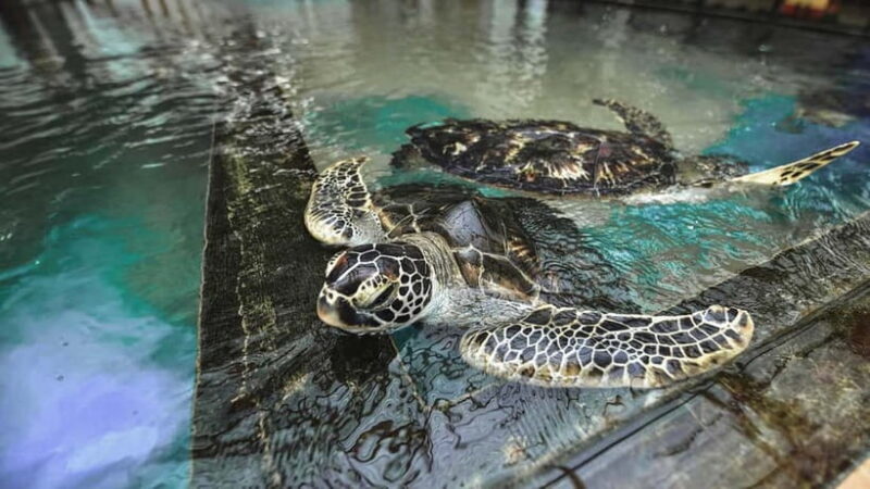 From Galle: Madu River Safari, Turtles & Galle Fort - Cinnamon Garden: Aroma and Taste of Sri Lanka’s Finest