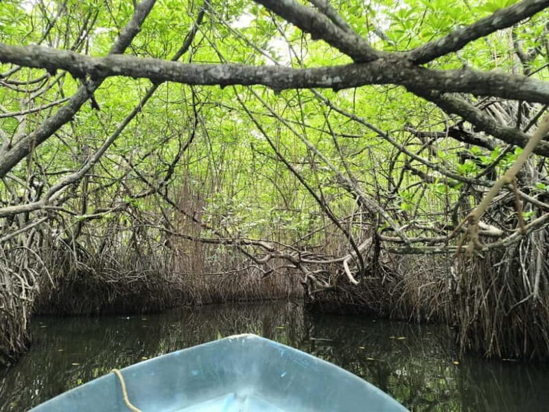 From Galle: Madu River Safari, Turtles & Galle Fort - Who Will Love This Tour?