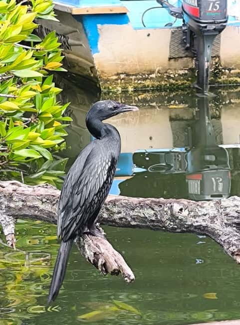 From Galle: Madu River Safari, Turtles & Galle Fort - Final Thoughts