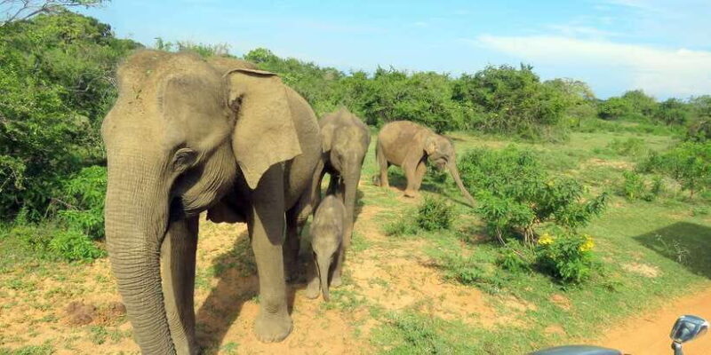 From Galle/Mirissa/Hikkaduwa- Udawalawe National Park Safari - Authentic Experiences and Traveler Feedback