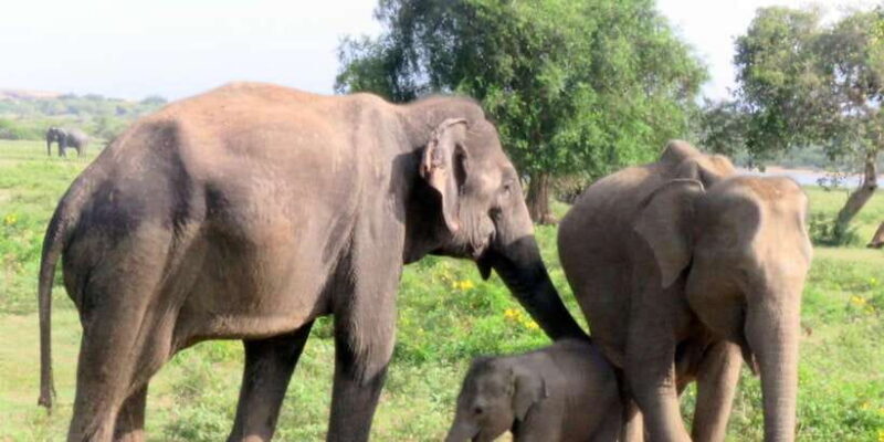From Galle/Mirissa/Hikkaduwa- Udawalawe National Park Safari - Who Is This Tour Best For?