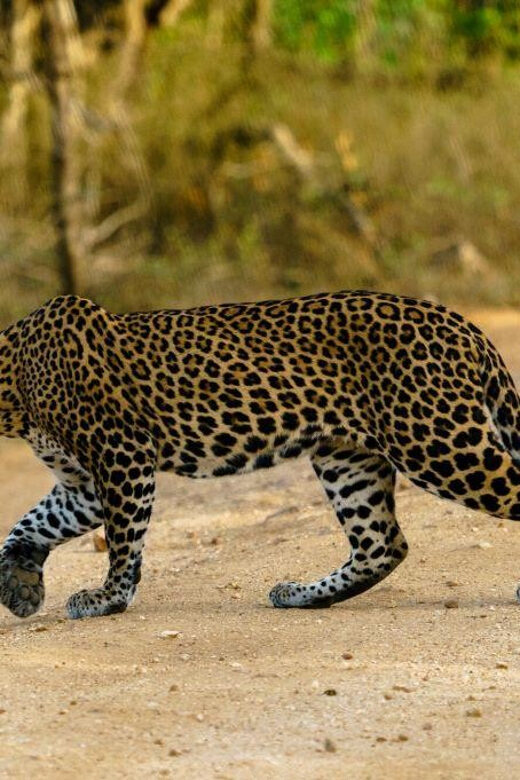 From Galle/Mirissa/Hikkaduwa - Yala Full Day Safari Tour - The Sum Up: Is This Tour Worth It?