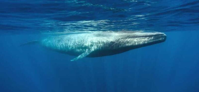 From Galle: Mirissa morning whale watching tour - Authentic Encounters & Respect for Nature