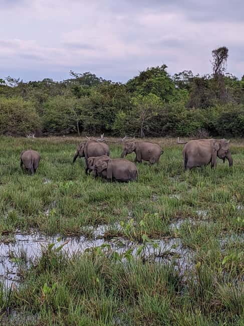 From Galle/ Mirissa/ Tangalle : Udawalawa Safari & Drop Ella - Key Points