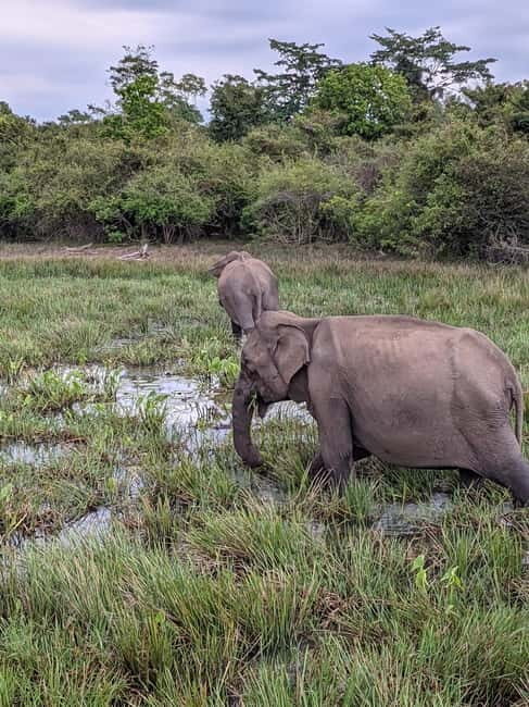 From Galle/ Mirissa/ Tangalle : Udawalawa Safari & Drop Ella - The Sum Up: Is It Worth It?