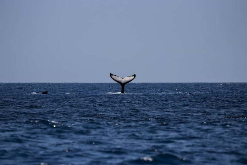 From Galle: Mirissa Whale and Dolphin Watching Boat Ride - The Experience: What to Expect on the Water