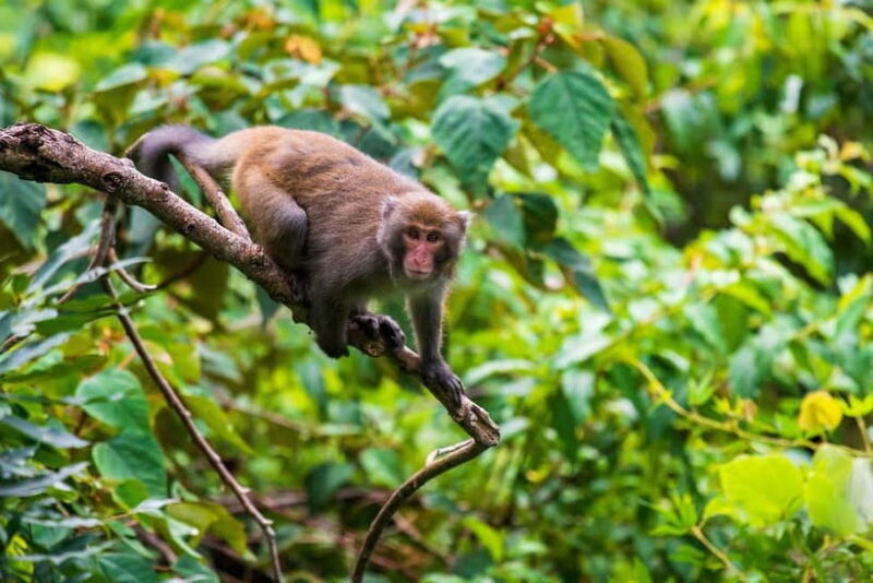 From Galle or Mirissa: Sinharaja Rainforest Day Trip - Key Points