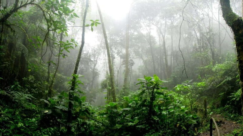 From Galle or Mirissa: Sinharaja Rainforest Day Trip - The Walk to the Waterfall