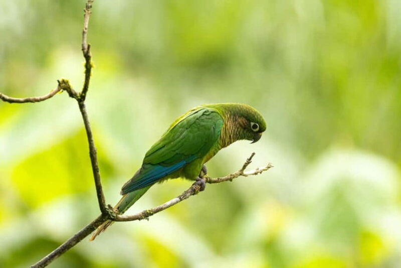 From Galle or Mirissa: Sinharaja Rainforest Day Trip - Practical Details