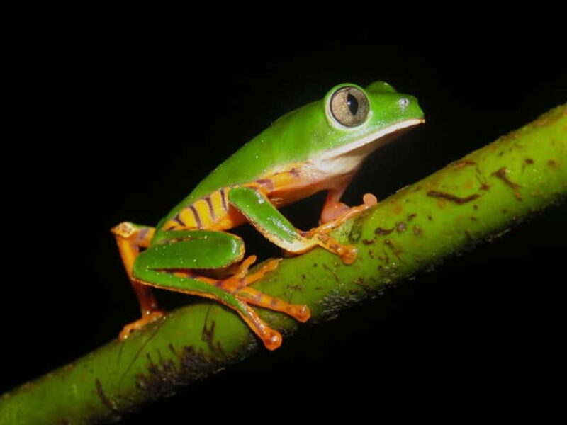 From Galle or Mirissa: Sinharaja Rainforest Day Trip - FAQ