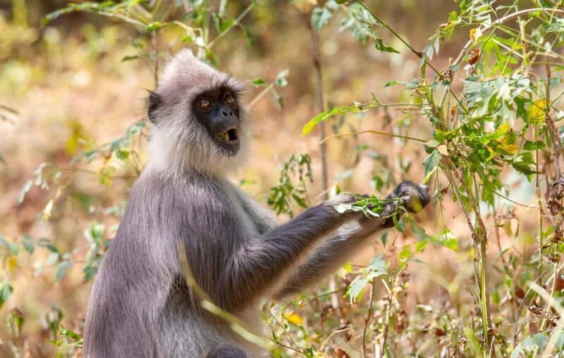 From Galle: Udawalawe National Park Elephant Safari - An In-Depth Look at the Udawalawe Elephant Safari